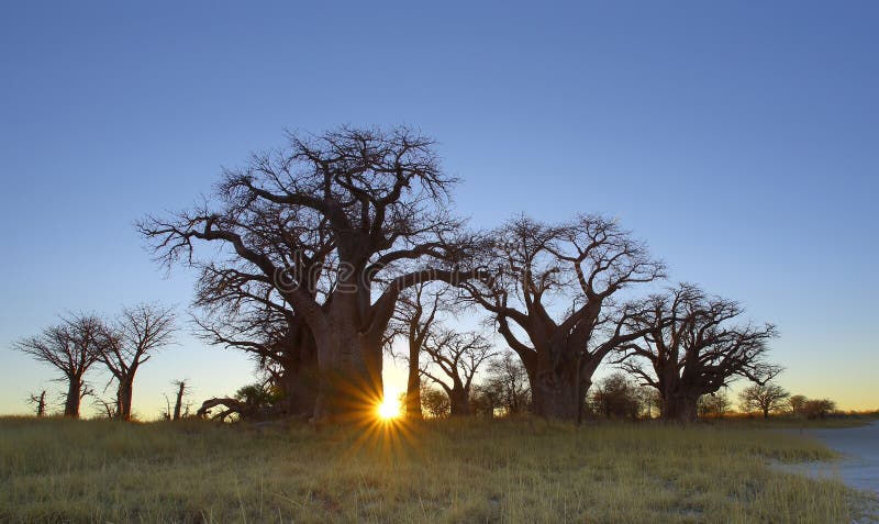 Baines Baobabs Which is Located in the South of Nxai Pans National Park, Botswana Stock Image ...