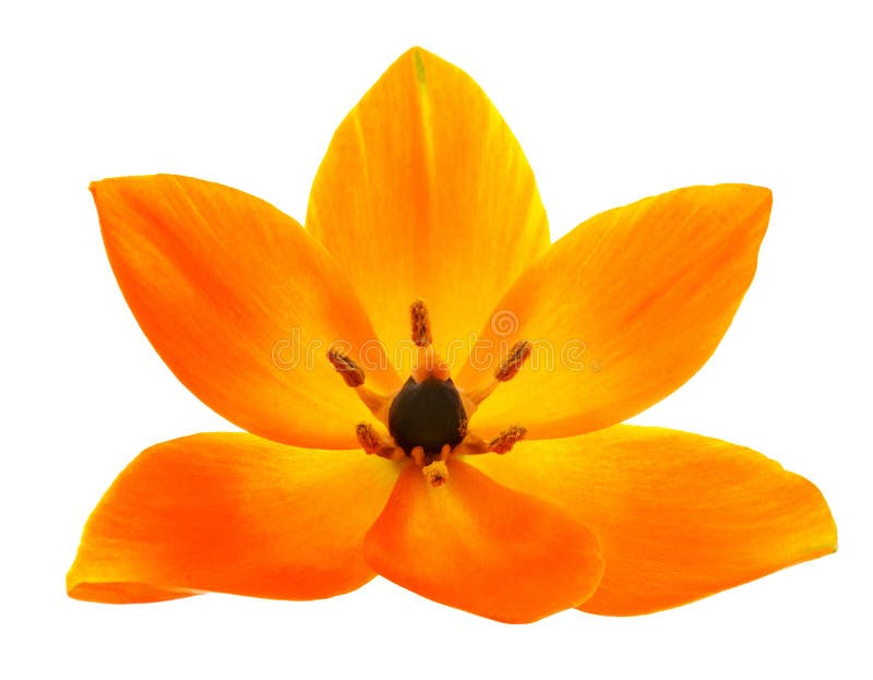 Sun star flower head stock photo. Image of head, isolated - 370296096