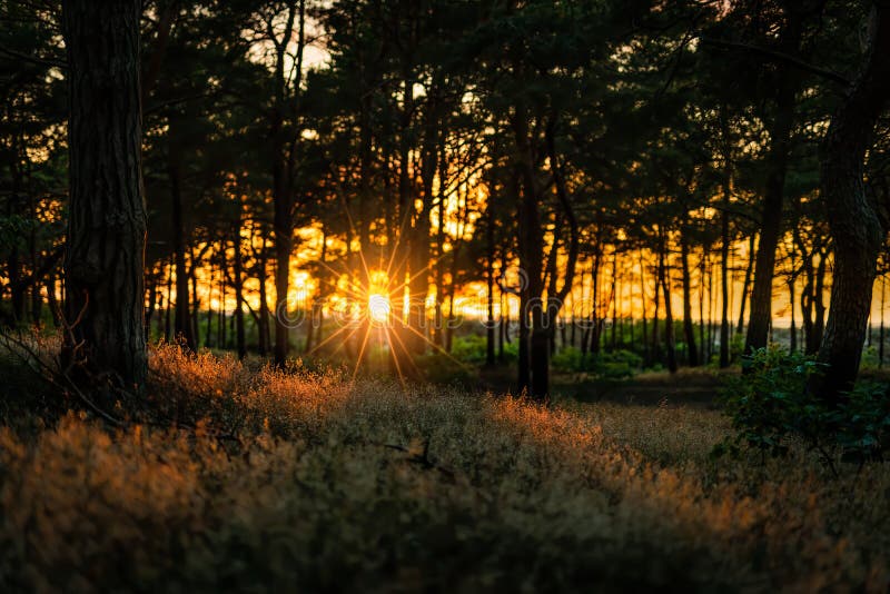 Sun Star on Setting Sun in the Forest at Golden Hour Stock Image ...