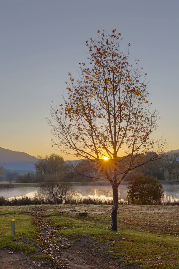 Sun Starburst through Autumn Colored Tree Stock Photo - Image of ...