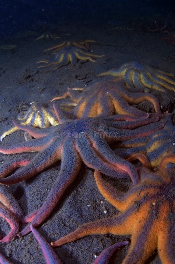 Sun Stars stock photo. Image of north, seawater, aqua - 10886668