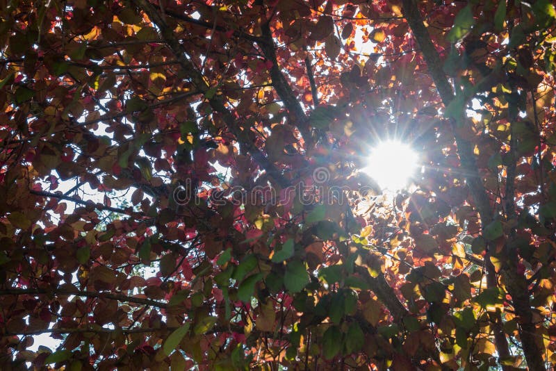 Sun Streaks through Colorful Tree Stock Photo - Image of cloudy, dull ...