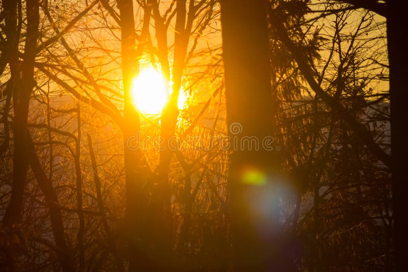 Sun Streaming through the Branches Stock Image - Image of covered ...