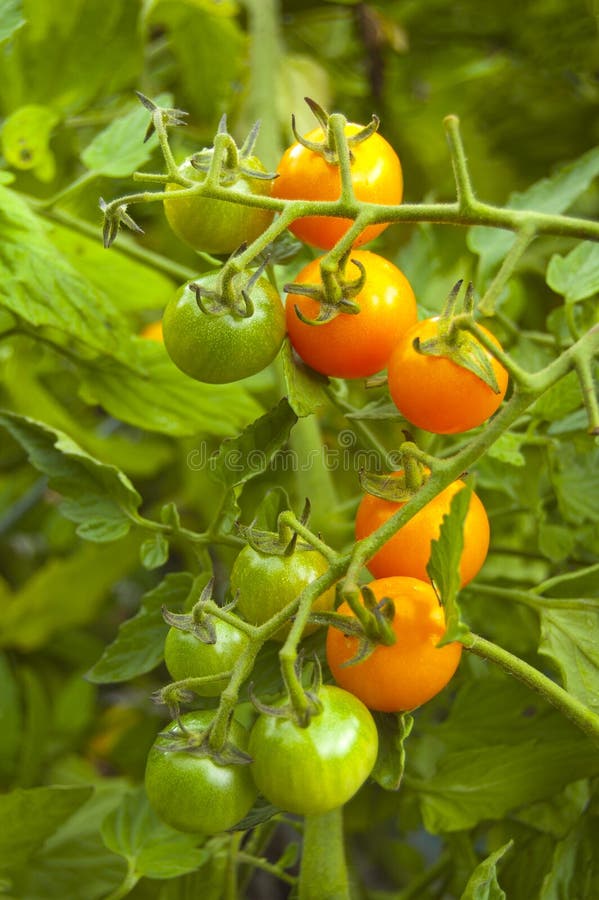 Sun Sugar Variety Cherry Tomatoes Stock Photo - Image of tomato, tasty ...