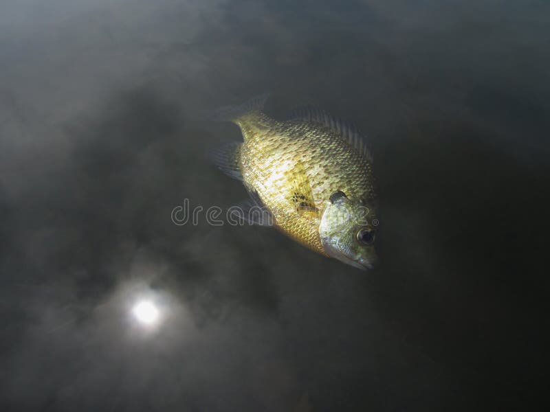 Sunfish stock image. Image of pumpkinseed, laying, green - 57115271
