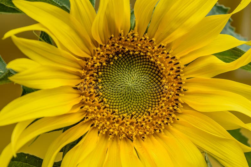 The sun of the sunflower stock image. Image of design - 108469999