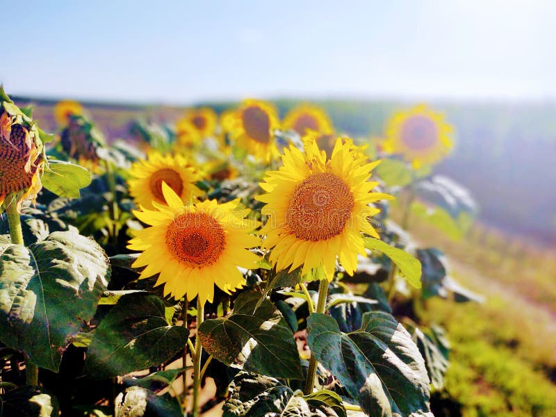 Sun Sunflowers SunflowerðŸŒ»yellow Flower Rural Scene Stock Image ...