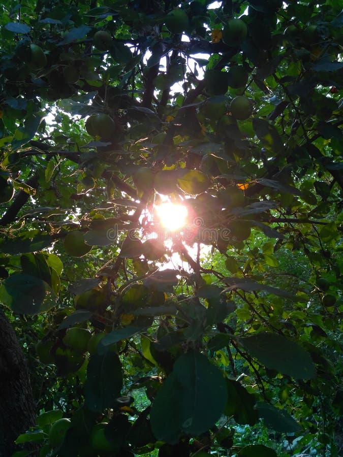 Sunny tree of Hawaii stock image. Image of grass, hike - 4772931