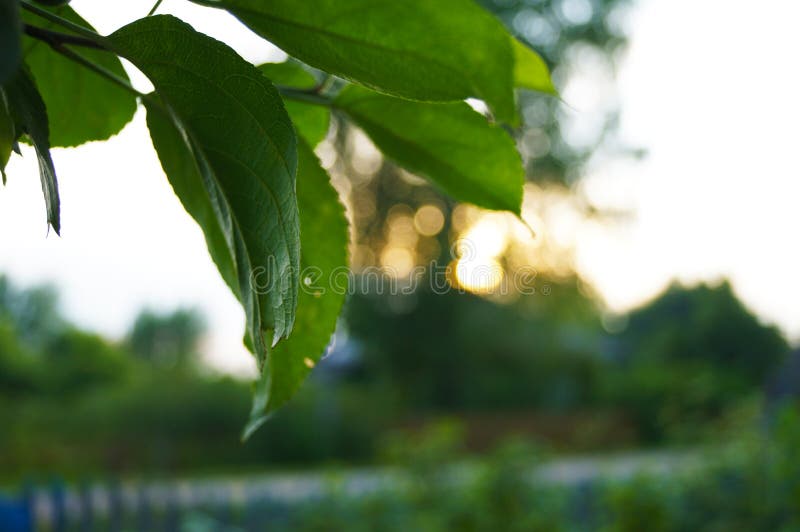 The Sun in the Sunset through the Leaves Stock Image - Image of beauty ...
