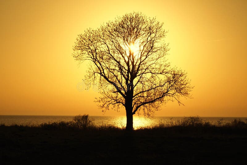 Sun and Sunset Orange Sky Over Tree Stock Photo - Image of panorama ...