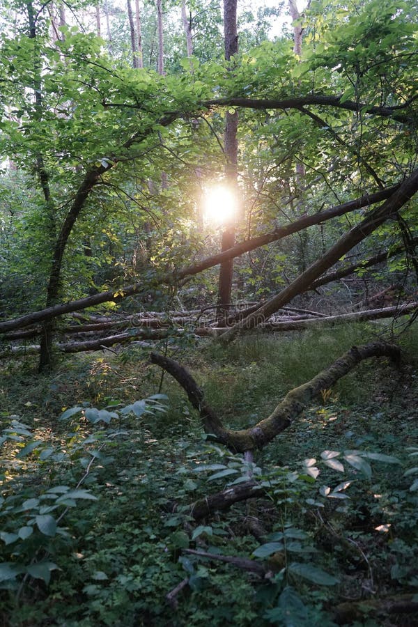 The Sun at Sunset Shines through the Branches of Trees in the Forest in ...