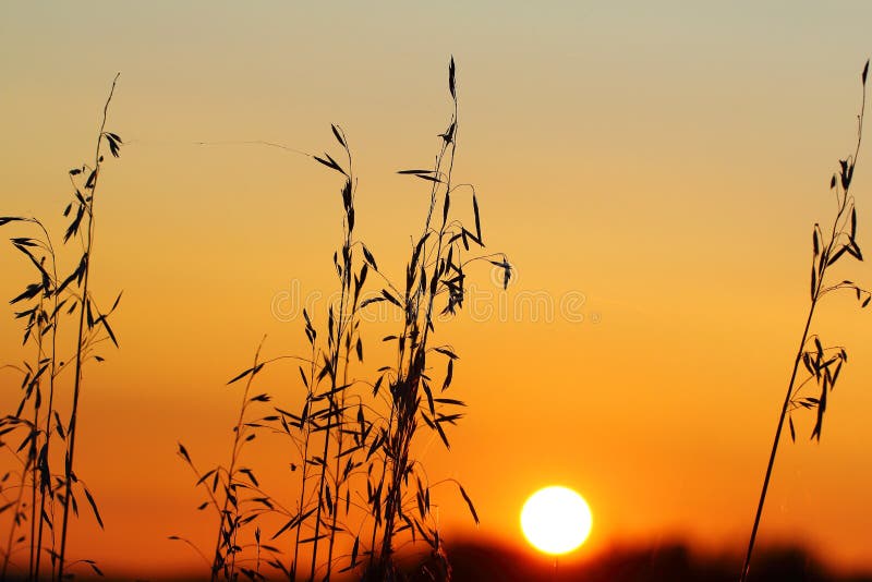 Sun at Sunset Shining through Dry Grass Stock Photo - Image of spica ...