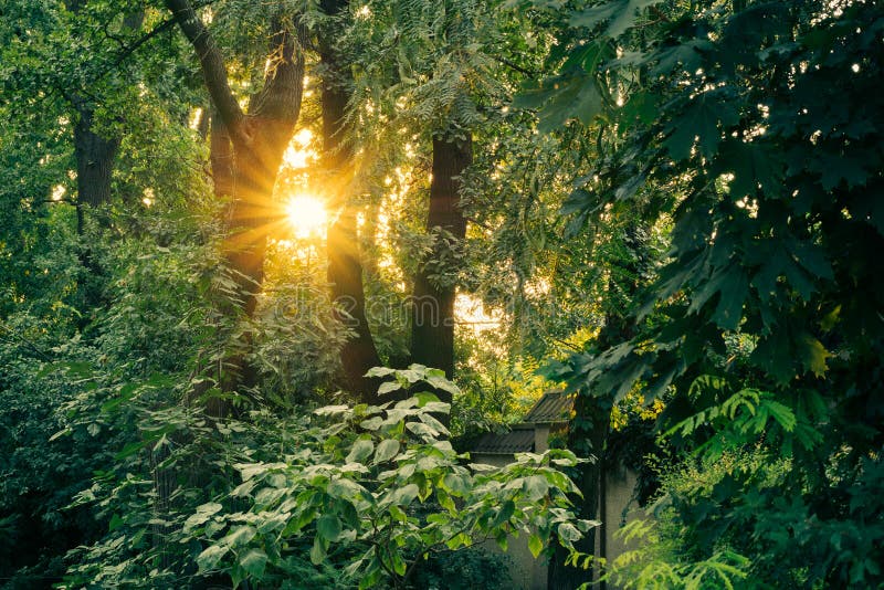 Sun at Sunset among the Tall Lush Green Trees Stock Image - Image of ...