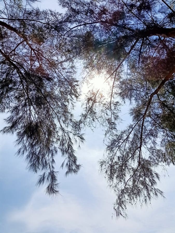 The Sun Surrounded by Trees Like in a Heart Shape Stock Image - Image ...