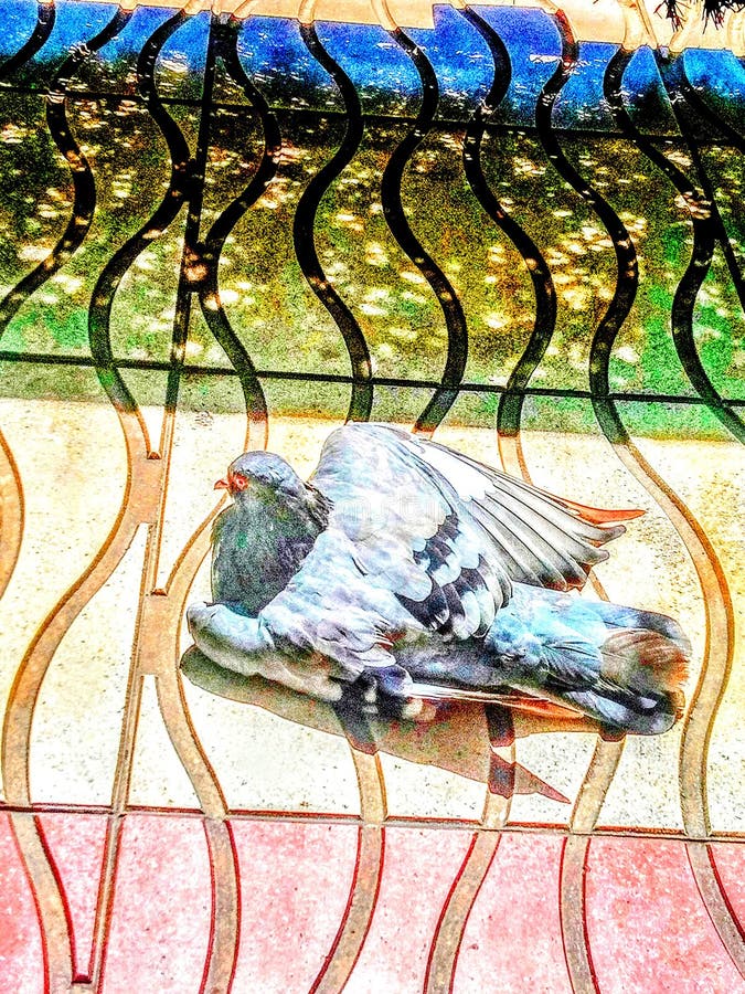 Sun Tanning Spanish Rock Pigeon in Alicante Stock Image - Image of ...