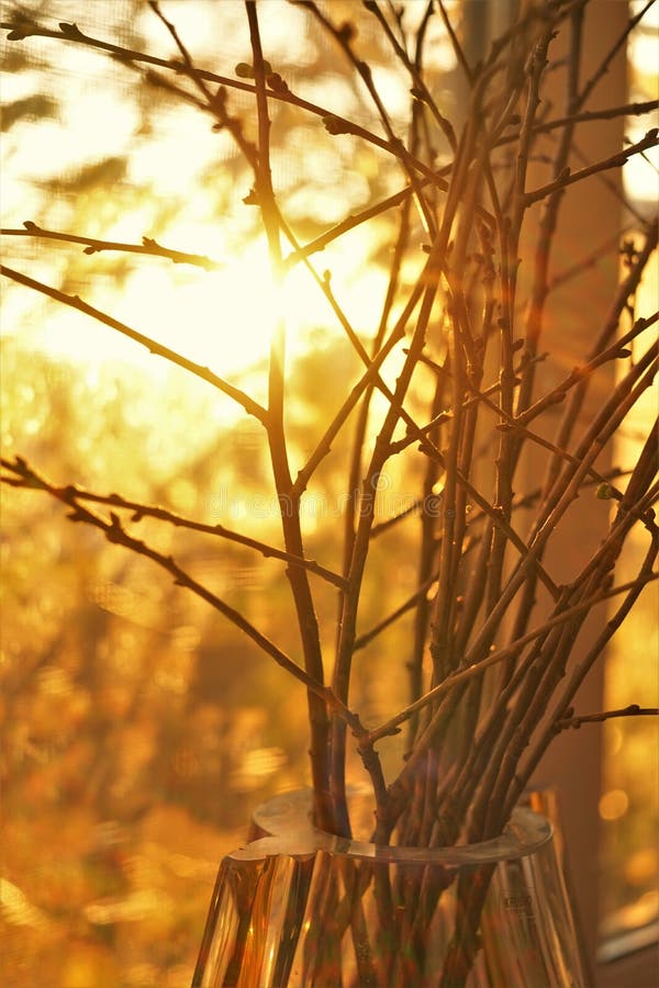 Sun and Thin Branches in a Vase on Sunny Windowsill, Closeup Stock ...