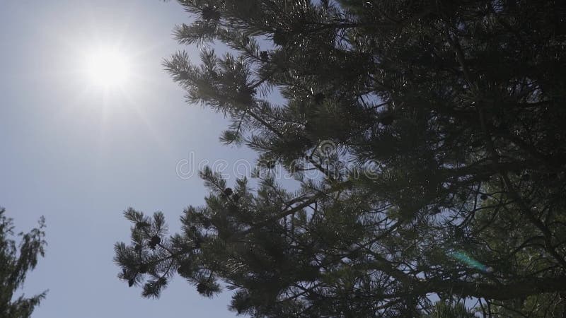 The Sun through the Thorns of the Fir Tree Stock Footage - Video of ...
