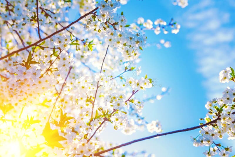 292 Sunbeam Translucent Stock Photos - Free & Royalty-Free Stock Photos ...