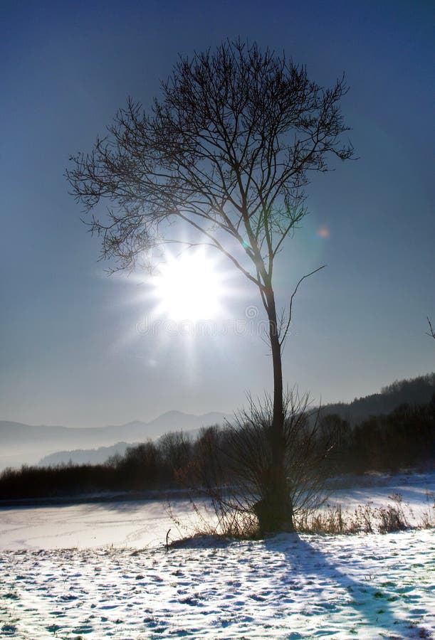 Sun & Tree stock image. Image of calm, plant, peaceful - 10596085