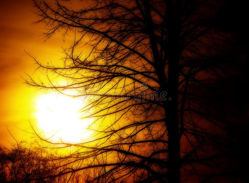Sun and Tree stock photo. Image of blur, yellow, light - 2578388