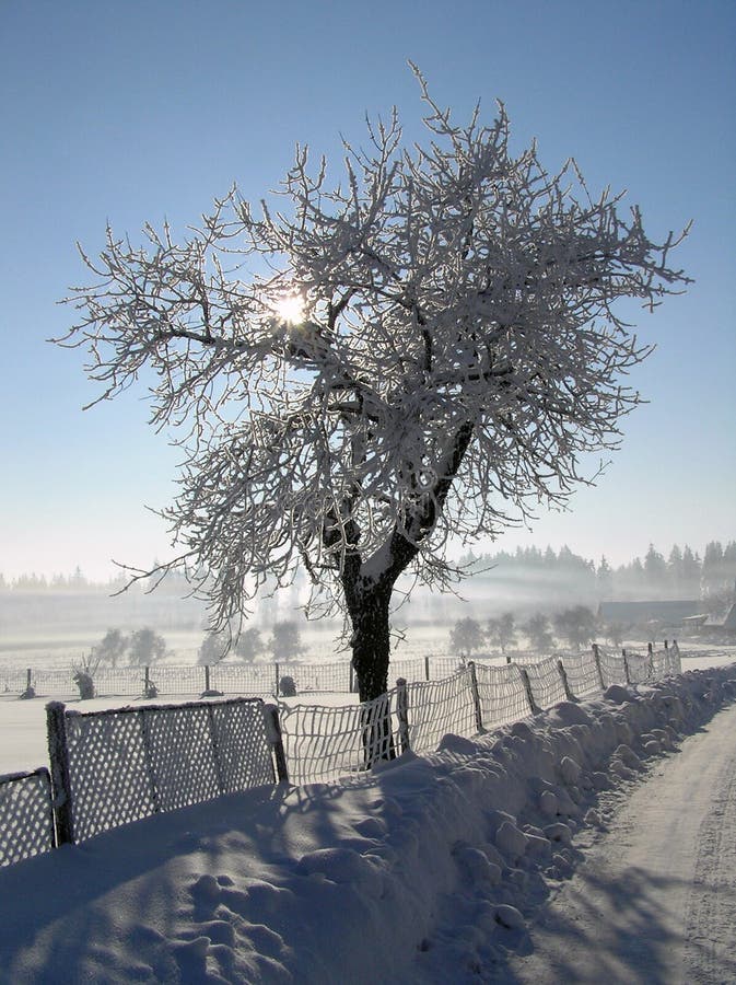 Maple Tree stock photo. Image of deciduous, winter, bare - 7678924