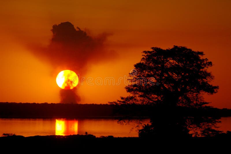 Sun And Tree Picture. Image: 633332