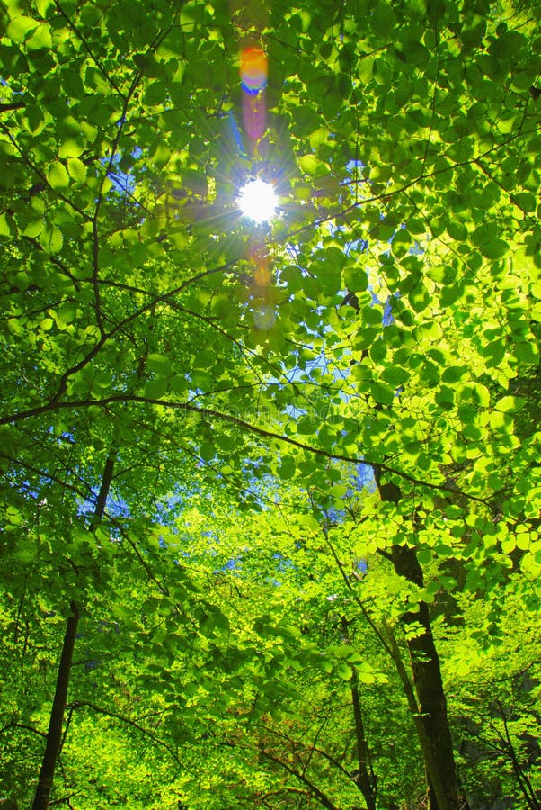 Sun tree stock photo. Image of road, silence, flora, shadow - 7586606