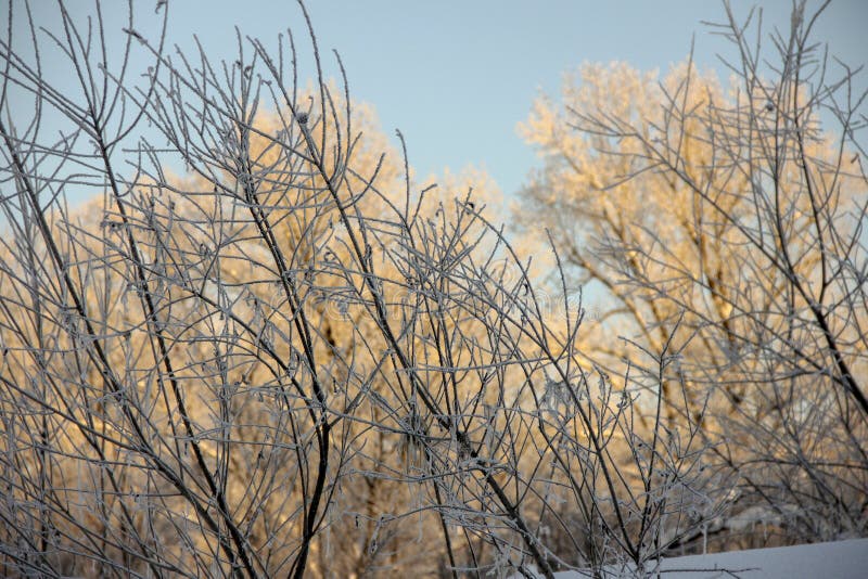 Sun through Tree Branches in Winter. Trees in the Other and Snow. Stock ...