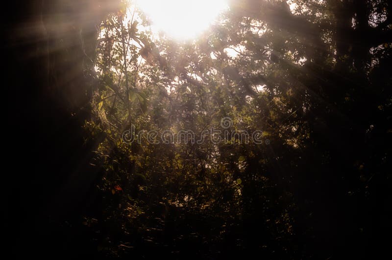 Sun through the Tree Canopy Stock Photo - Image of person, nature ...
