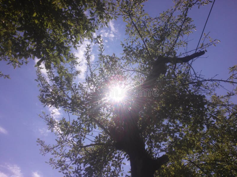 Sun and tree stock photo. Image of summer, daylight, clouds - 96808466