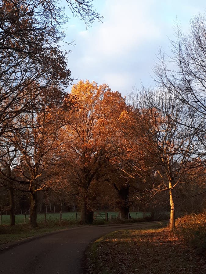 Golden Oak Tree stock image. Image of golden, sunset - 127484115