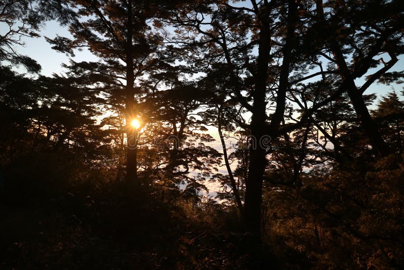 Sun and tree stock image. Image of sunlight, tree, glod - 108842625