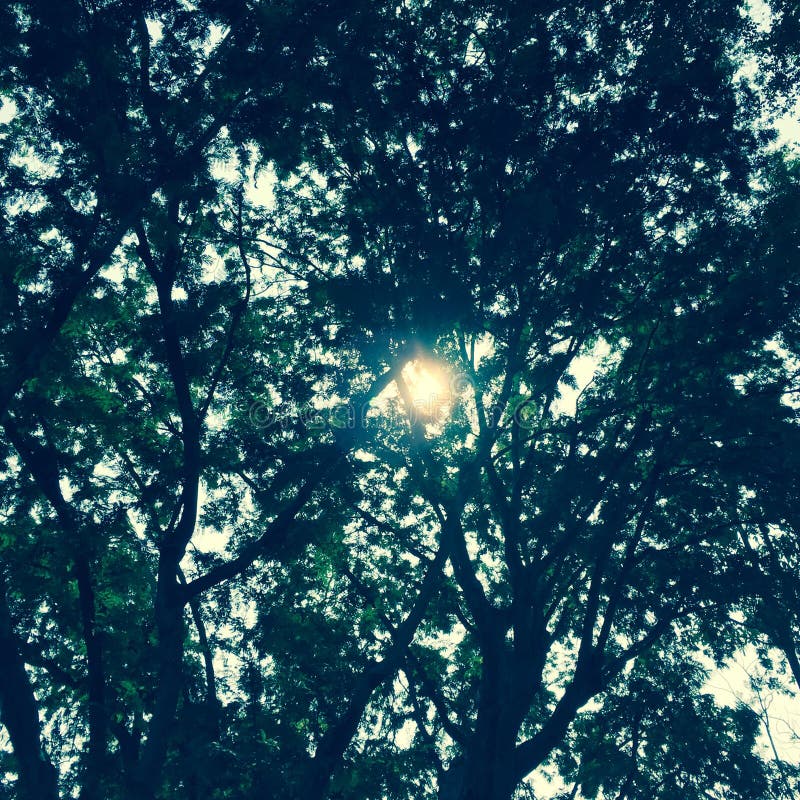 Sun and tree stock photo. Image of light, shadow, tree - 154794630