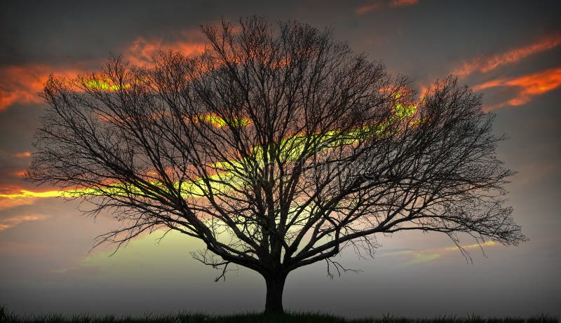 Sun Tree in setting Sun stock photo. Image of outside - 3650384