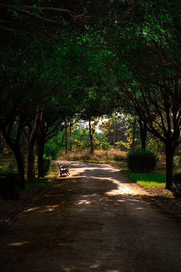 Sun and tree shade stock image. Image of tree, evening - 208293385