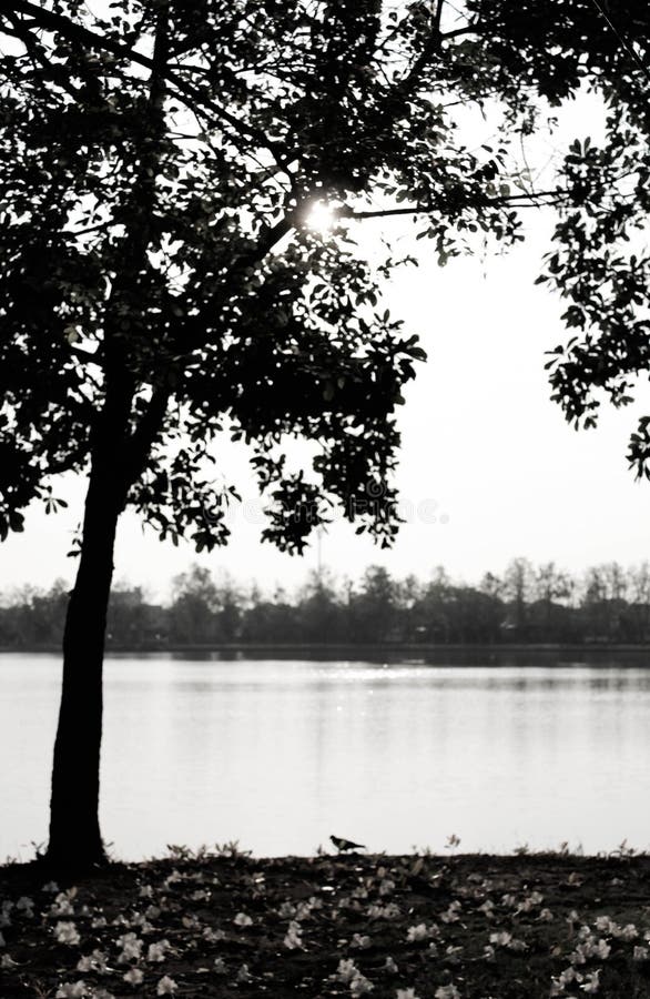 Sun tree and Shadow stock photo. Image of natural, lakeside - 88472148