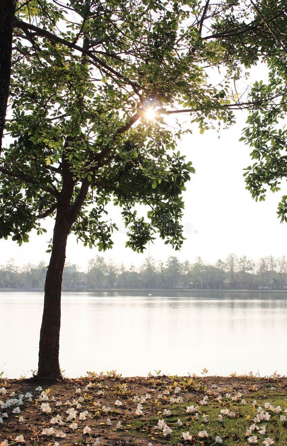 Sun tree and Shadow stock image. Image of good, green - 88472181