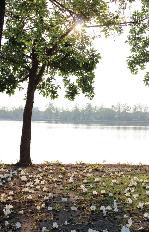 Sun tree and Shadow stock photo. Image of relax, summer - 88472320