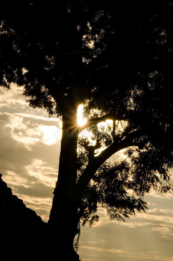 Sun and tree stock photo. Image of floral, beam, black - 73865894