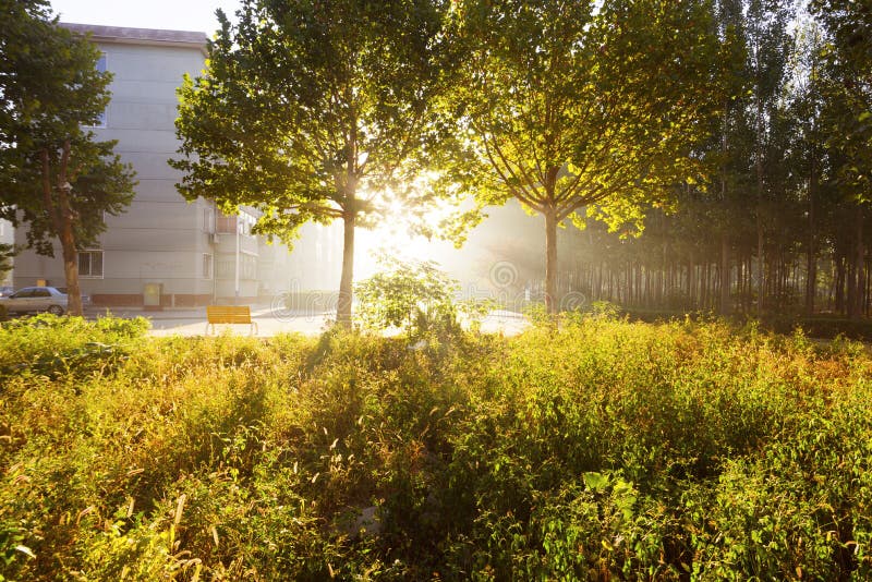 The sun tree stock image. Image of sunbeam, outdoors - 101760865