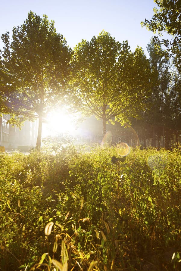 The sun tree stock photo. Image of environment, tree - 101762144