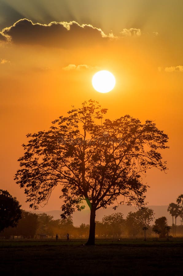 Sun and tree stock image. Image of sunset, outdoor, thailand - 92657327
