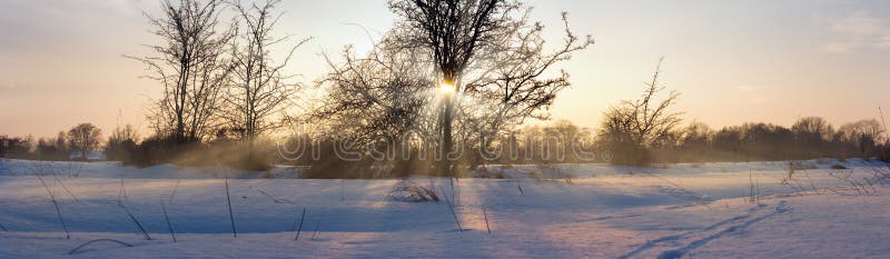 Sun in a tree in winter stock image. Image of evening - 13078715