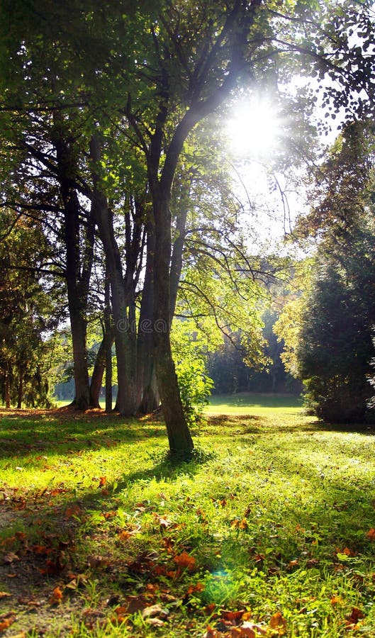 The Sun & Trees stock photo. Image of background - 13178288