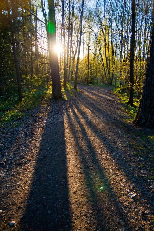 Tall Trees and Path through Forest Stock Image - Image of beautiful ...