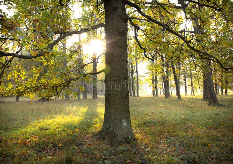 Sun through trees stock image. Image of fall, grass, forest - 22546839