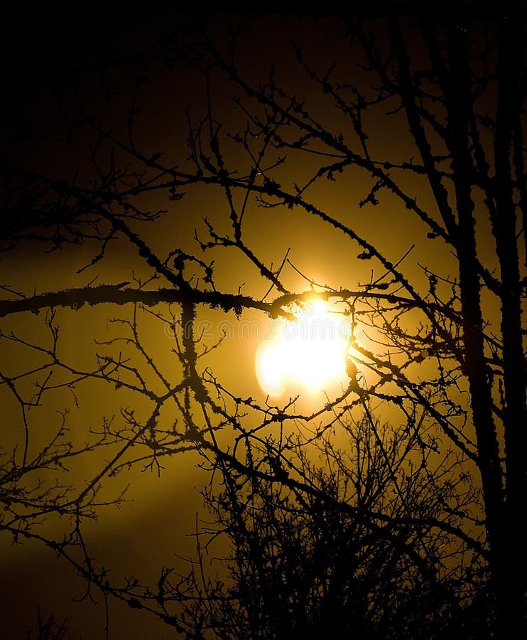 Sun through Trees stock image. Image of forest, sunset - 2294071