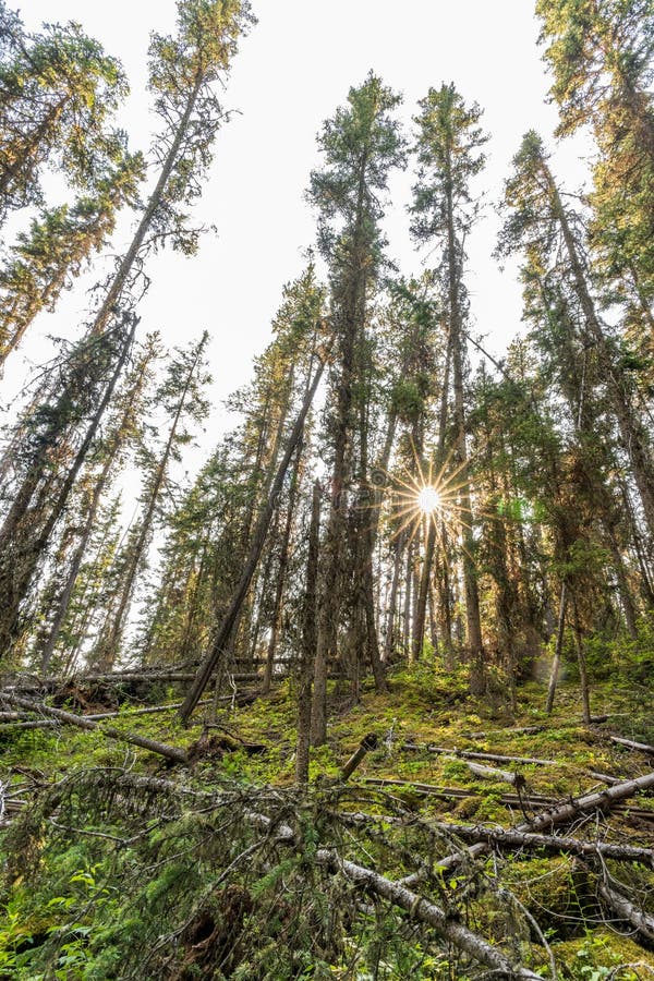 Sun through the Trees Banff National Park Stock Photo - Image of ...