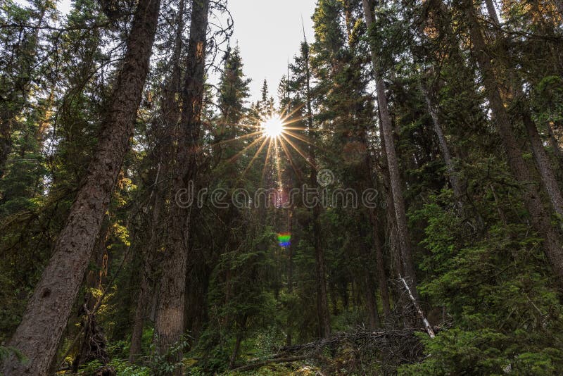 Sun through the Trees Banff National Park Stock Photo - Image of canada ...