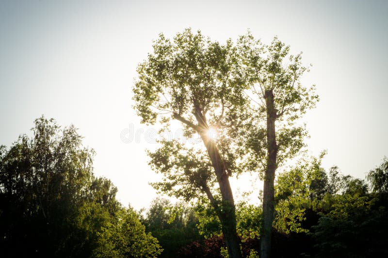 The Sun between trees stock photo. Image of leaf, beautiful - 209075474